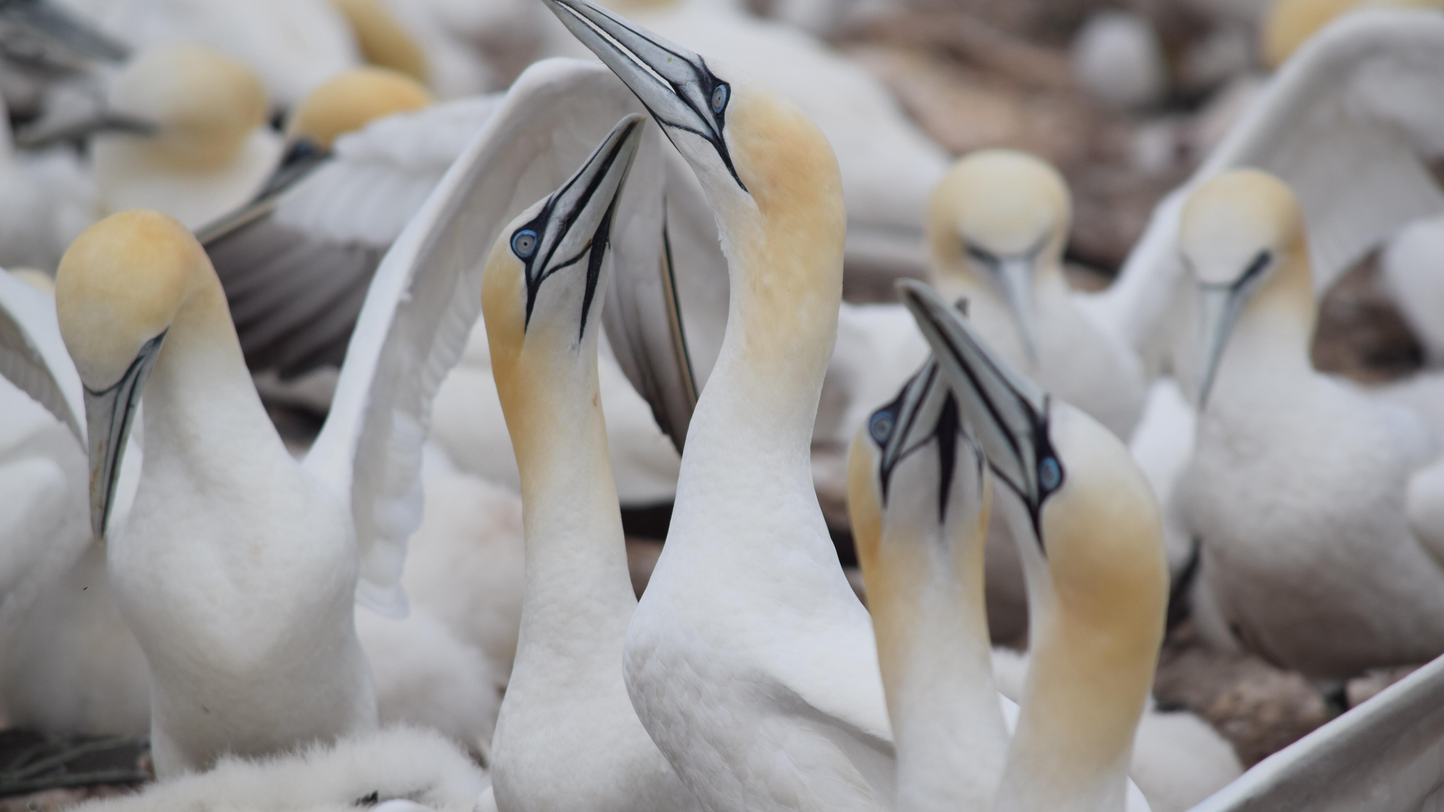 Chronique environnement avec Alexandre Shields | OHdio | Radio-Canada