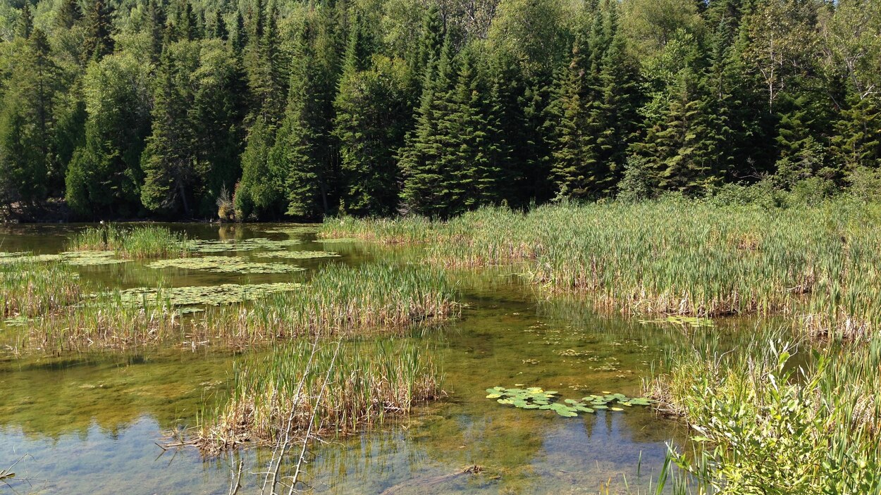 Québec faillit à protéger les milieux humides et à compenser leur perte ...
