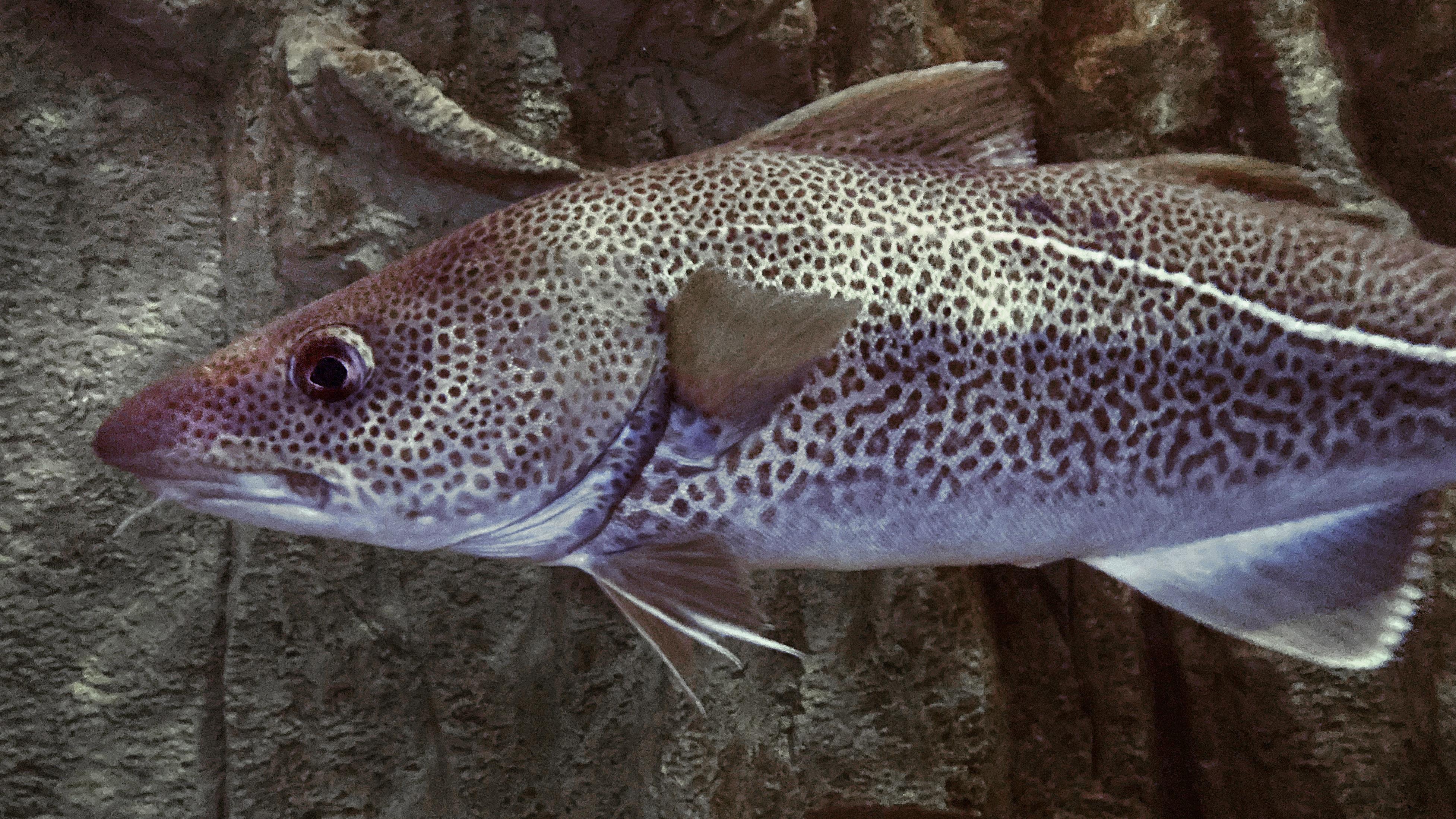 Une nouvelle cohorte de morues redonne de l’espoir | OHdio | Radio-Canada