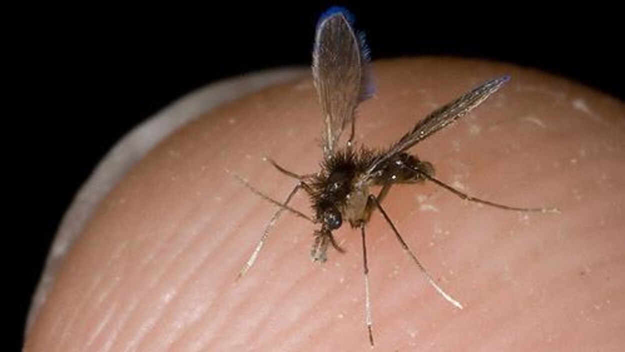 L’heure d’une infection parasitaire influe sur sa virulence | Radio-Canada