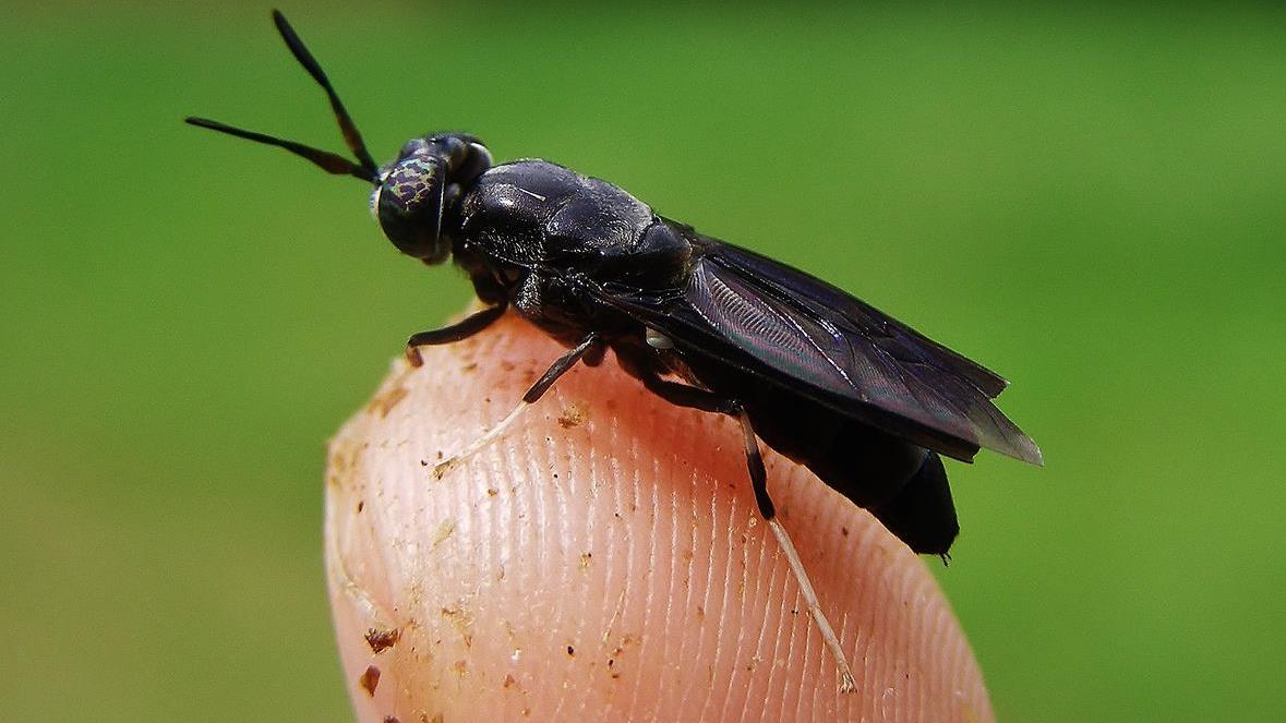 La production et la valorisation des larves de mouches avec Louise ...