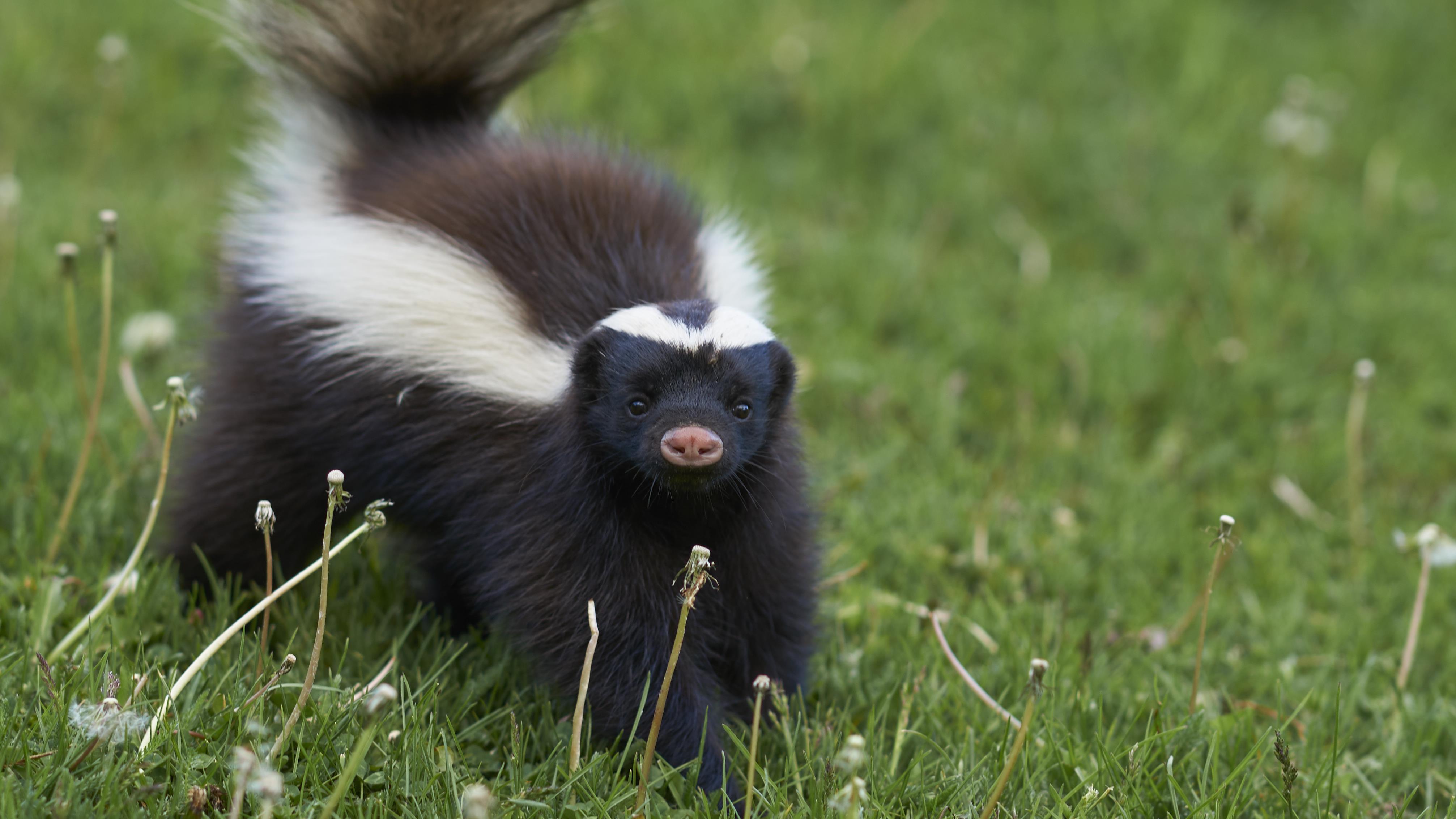Votre animal s’est fait arroser par une mouffette ? Voici la recette à ...