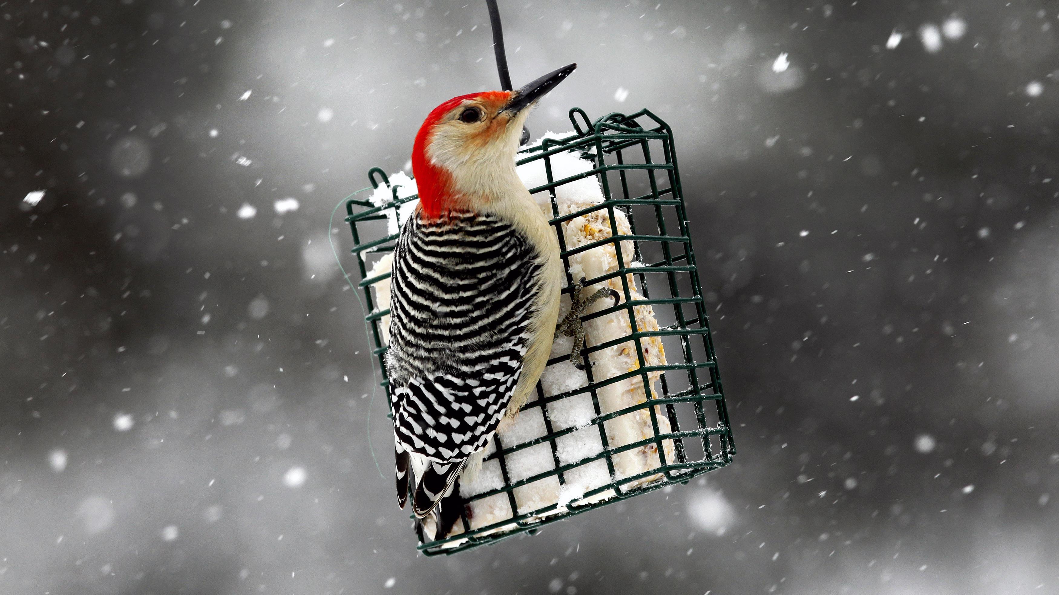 Recenser les oiseaux en hiver pour faire avancer la science | OHdio ...