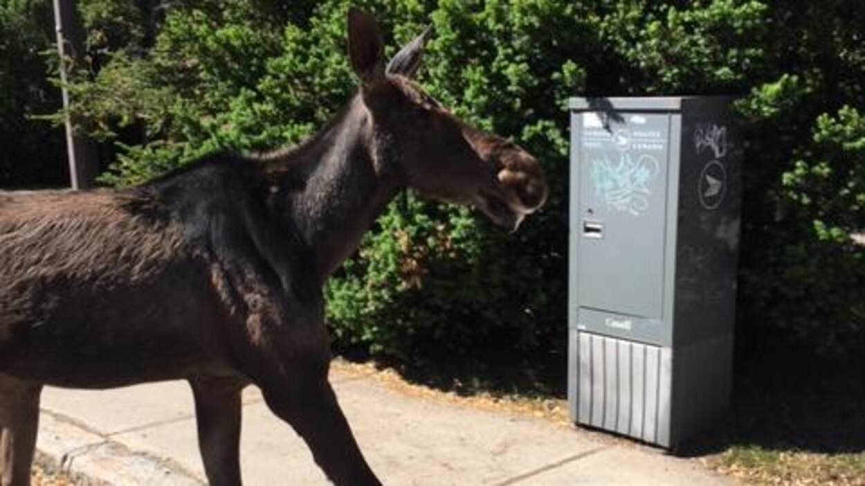 Balade en ville pour un orignal à Québec | Radio-Canada