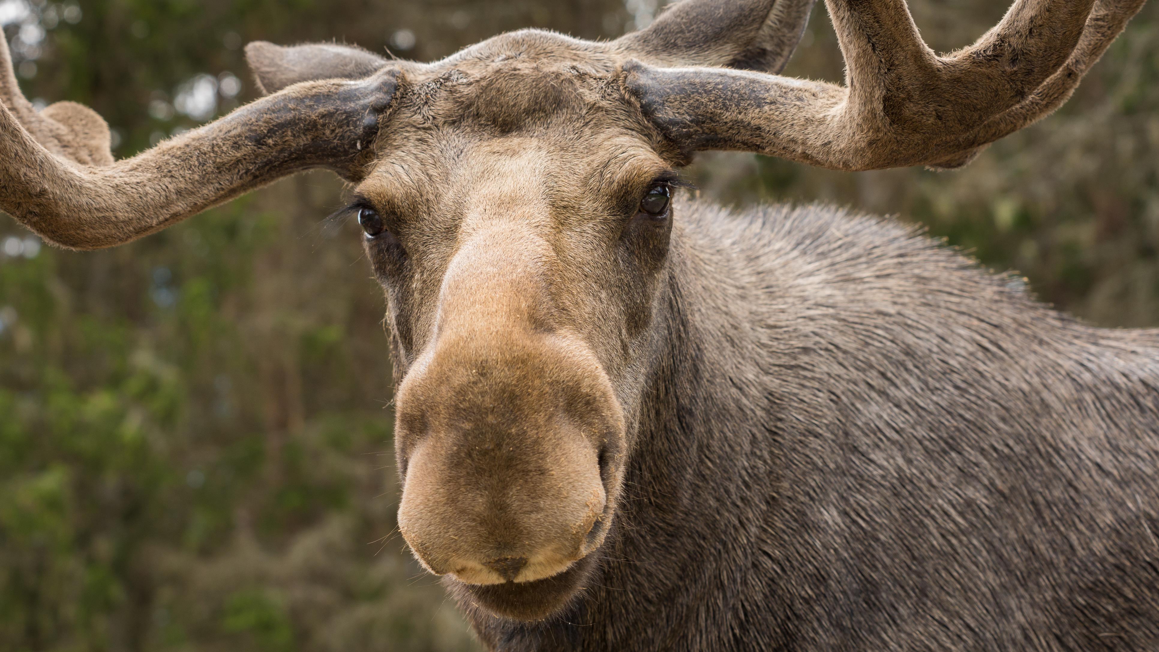 Début de la « grosse chasse » à l'orignal en Gaspésie | OHdio | Radio-Canada