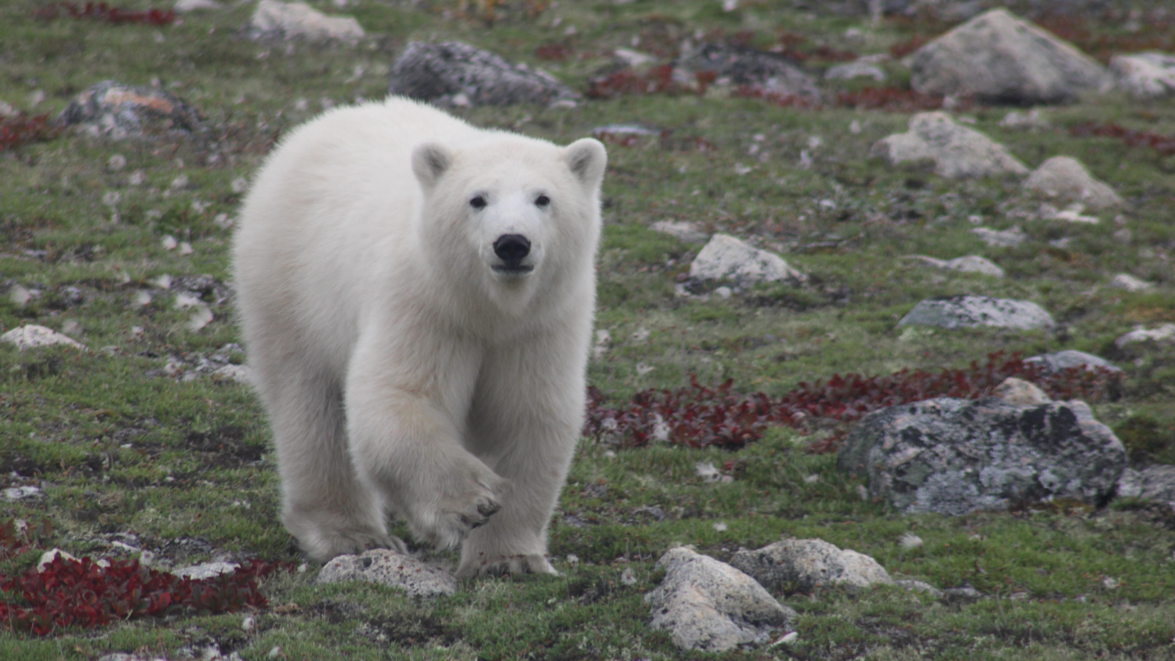 L’ours polaire de plus en plus présent au sud de son territoire | OHdio ...