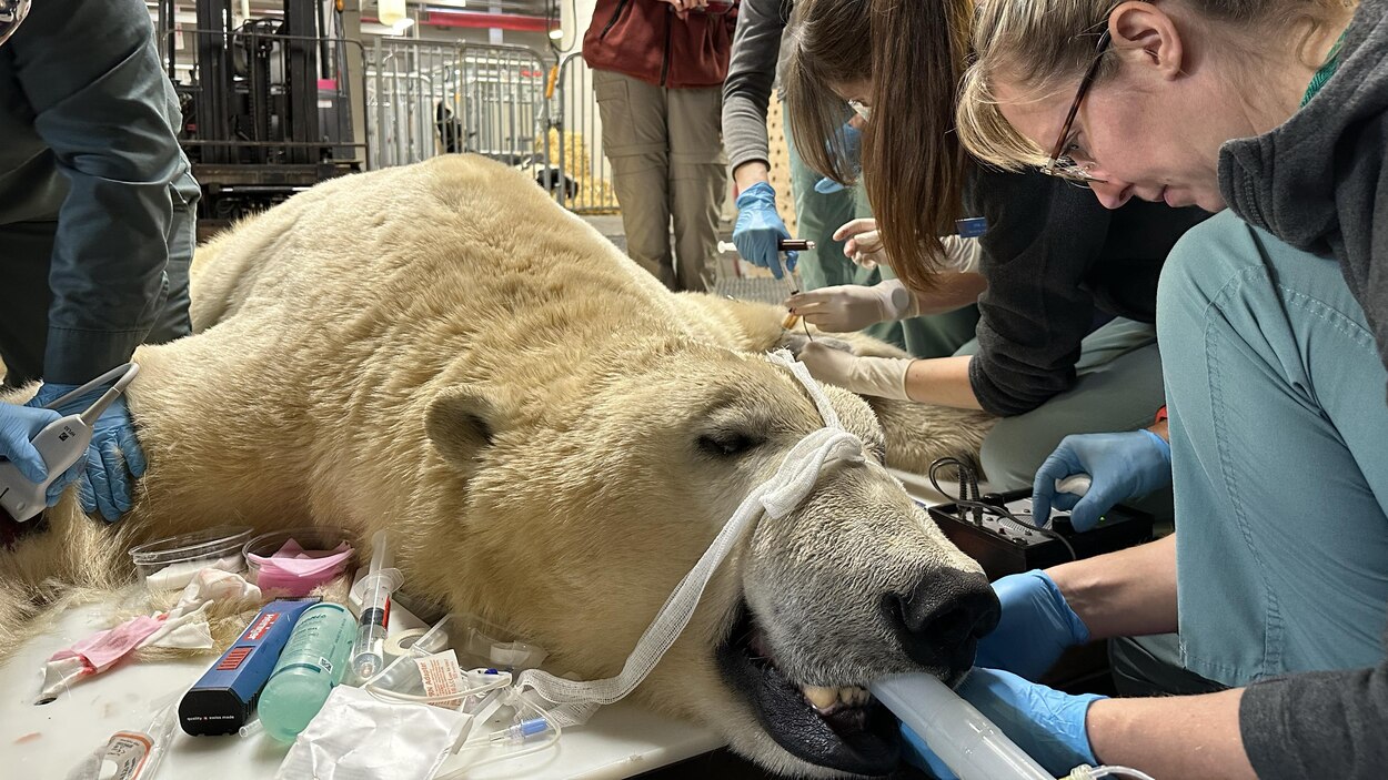 Le parcours d’un ours polaire vers l’hôpital | Radio-Canada