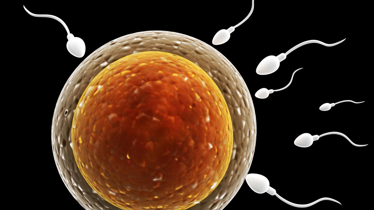 Une nouvelle cause de l'infertilité féminine découverte | Radio-Canada