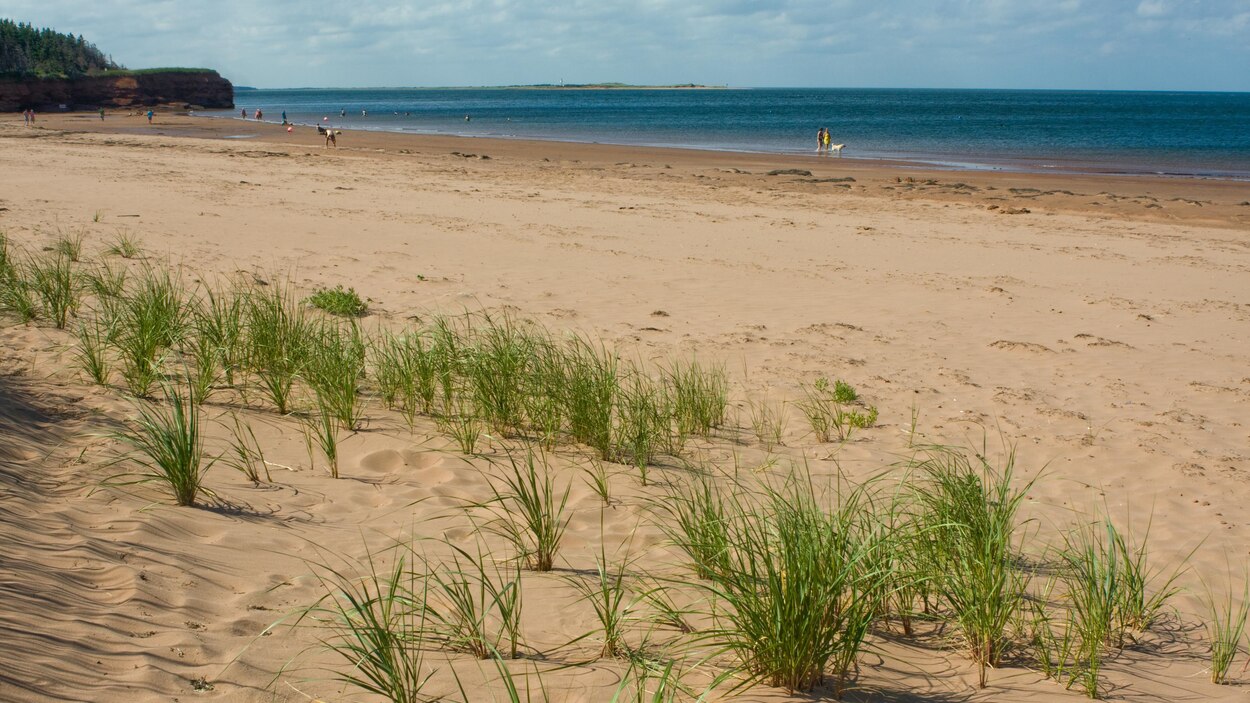 « Marchez doucement » sur les plages de l'Île-du-Prince-Édouard | Radio ...