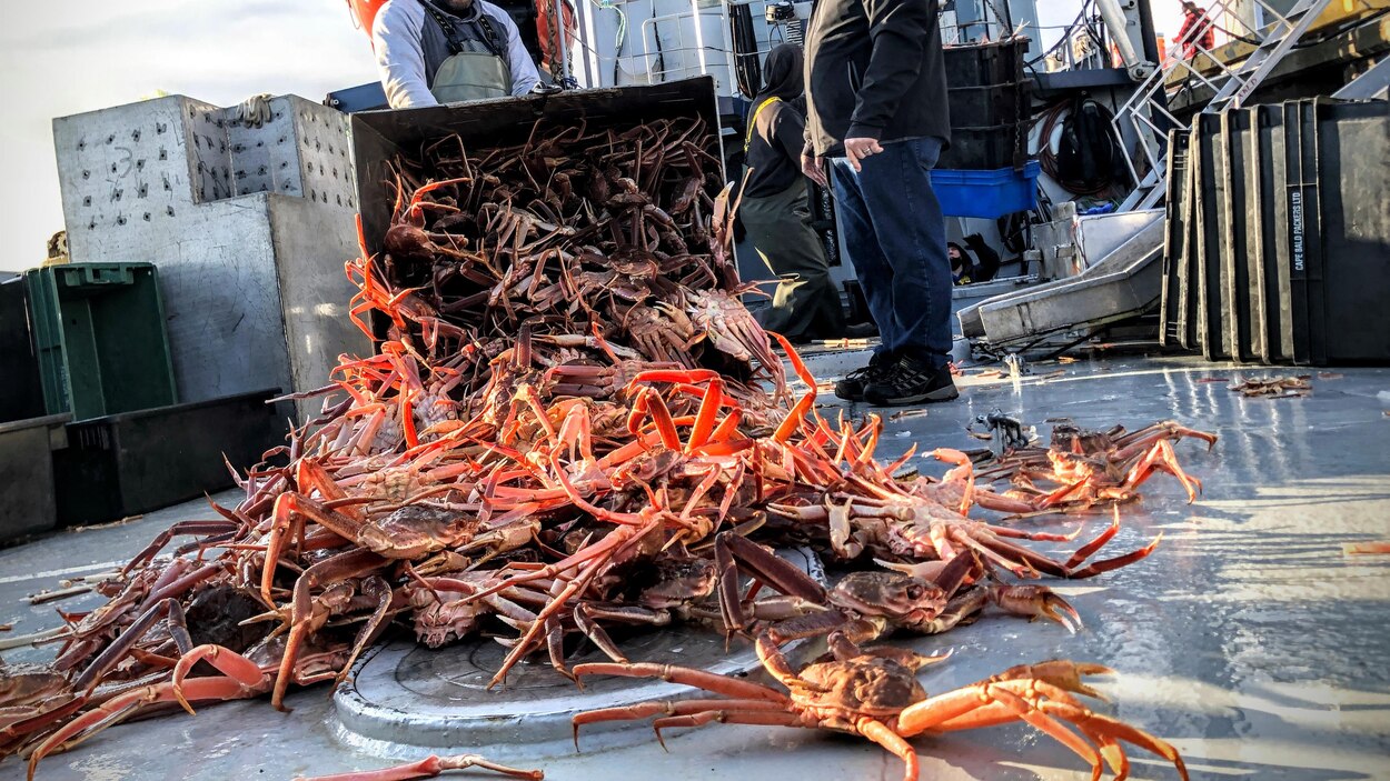 Les pêcheurs de crabe des neiges de la zone 16 sont partis en mer ...