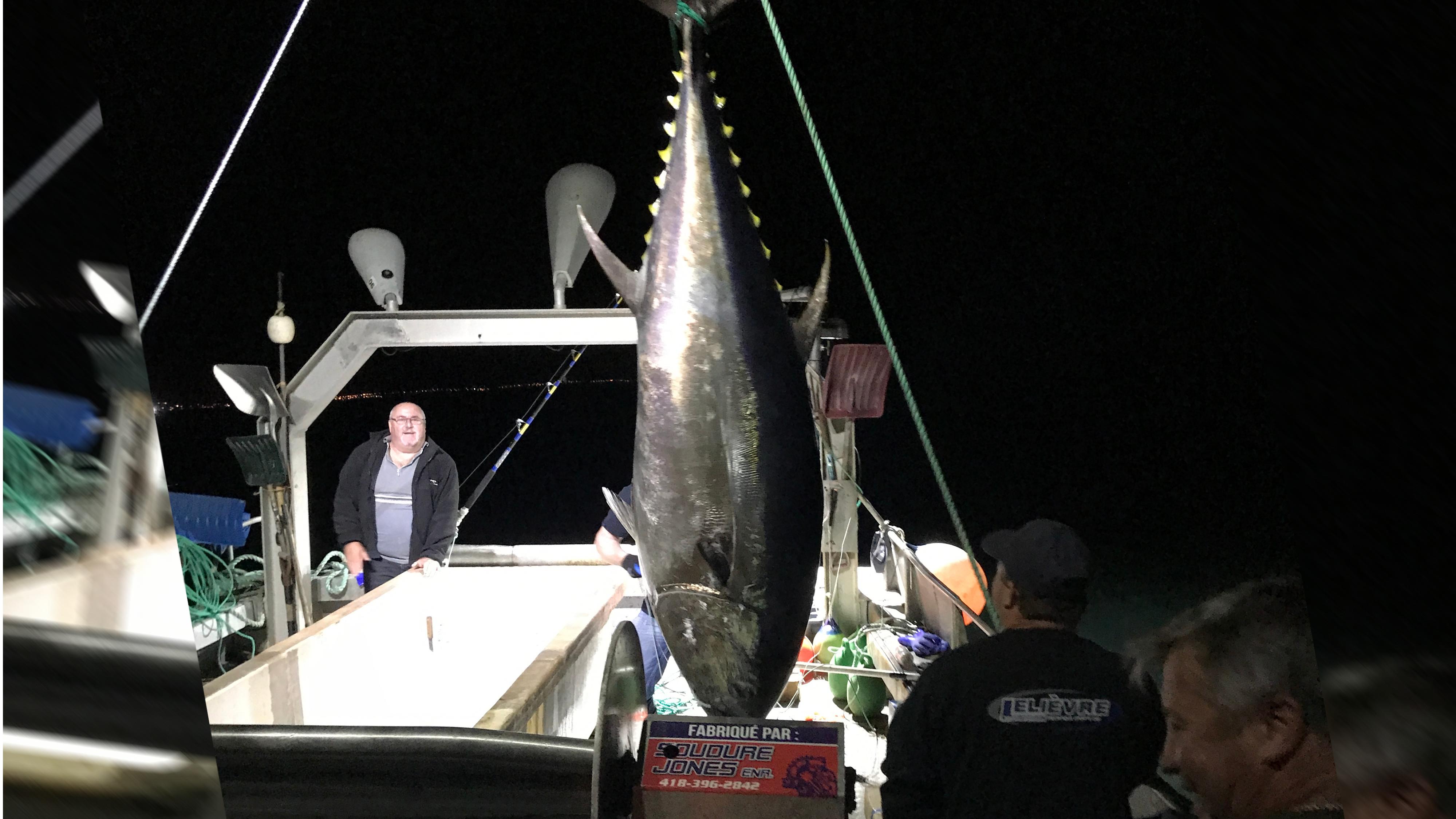 La pêche au thon rouge de l'Atlantique