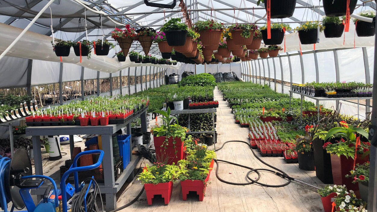La hausse des prix frappe aussi le monde de l’horticulture | Radio-Canada