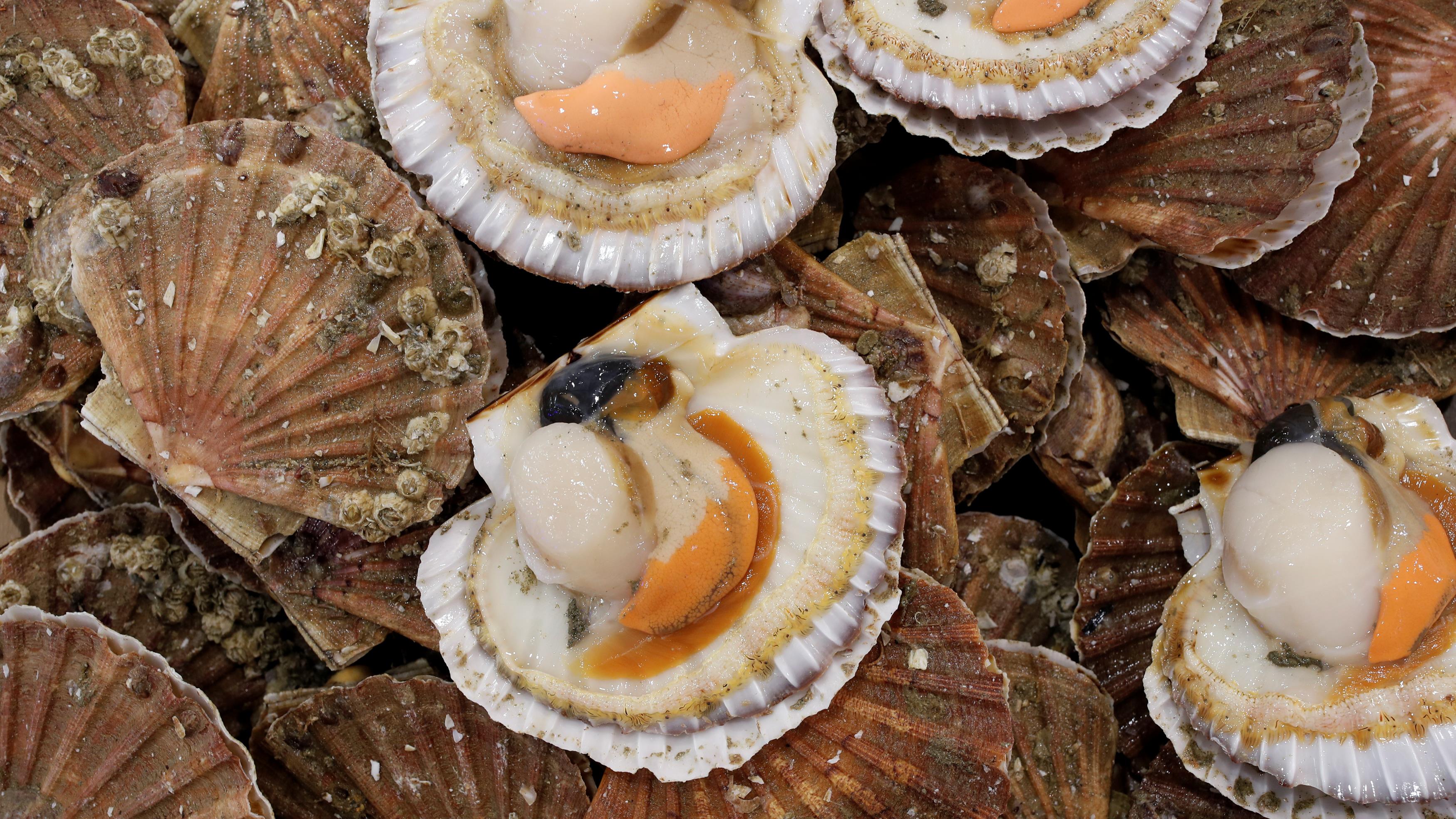 Les espèces de pétoncles dans les eaux du St-Laurent | OHdio | Radio-Canada