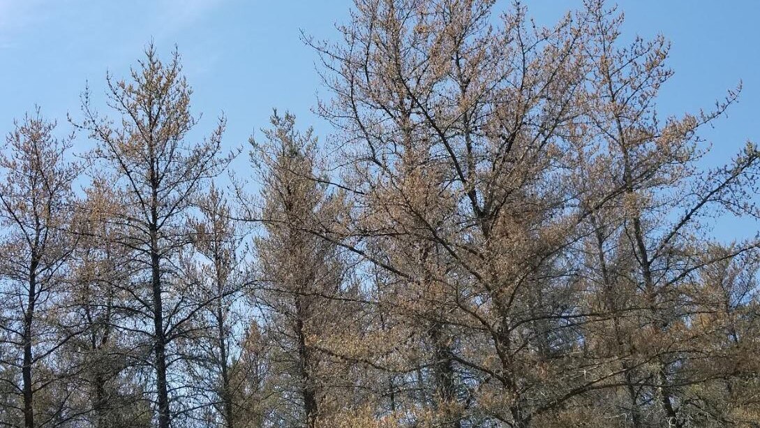 Le légionnaire de la forêt acadienne, le pin gris | OHdio | Radio-Canada