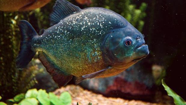 De nouveaux pensionnaires à l'Aquarium de Québec | OHdio | Radio-Canada