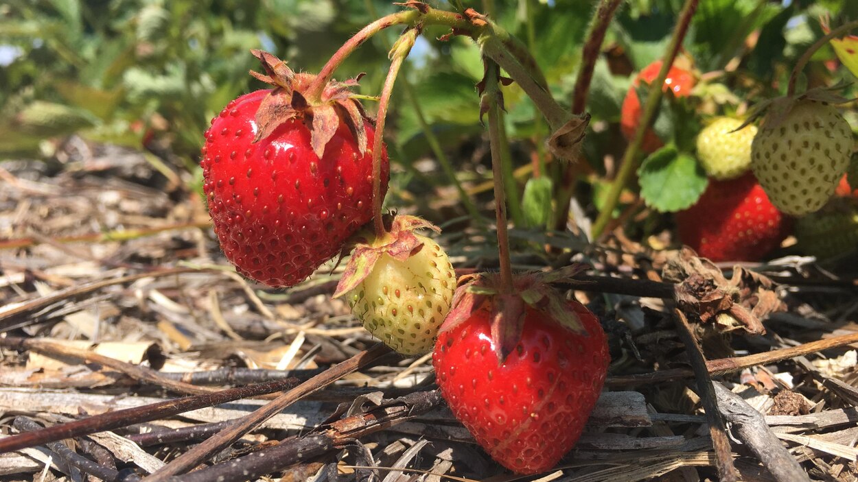 C'est parti pour la saison des fraises | Radio-Canada