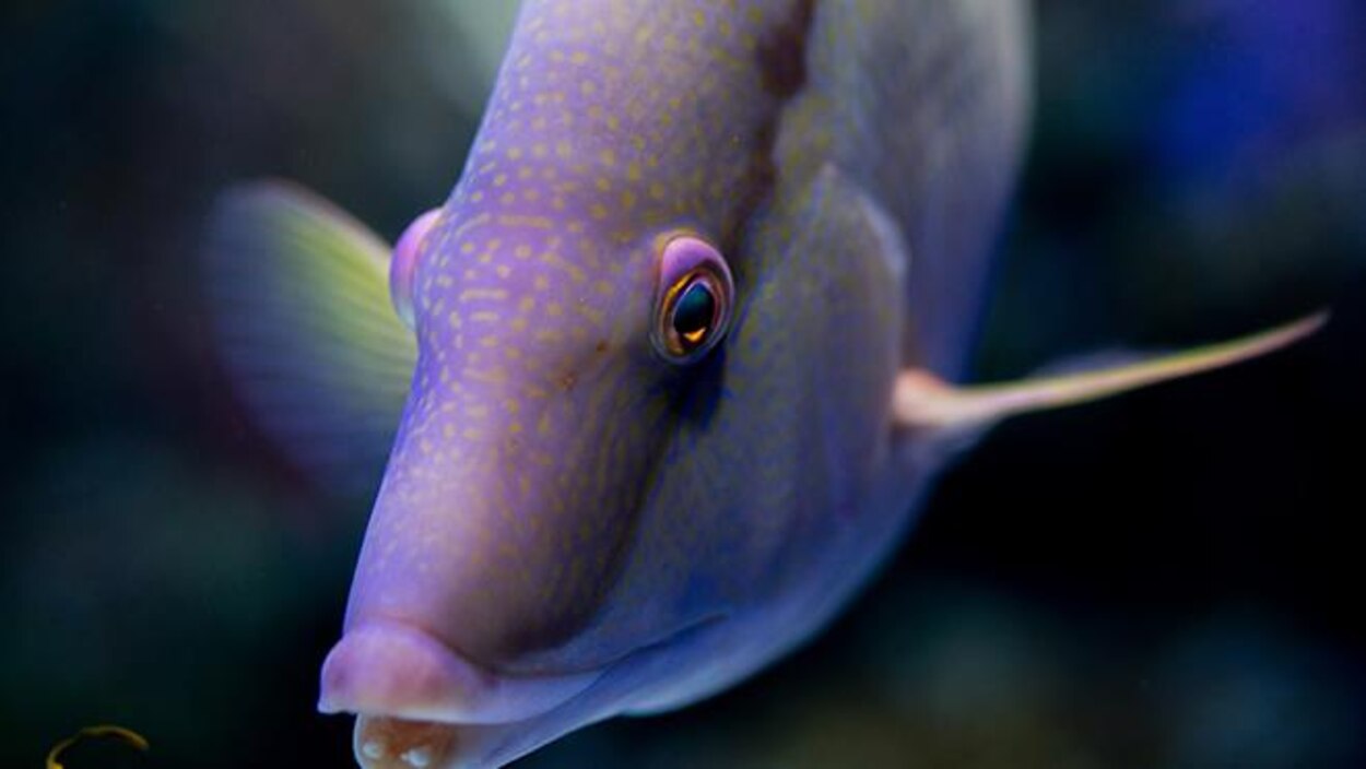 Le poisson-capitaine peut « voir » avec sa peau | Radio-Canada