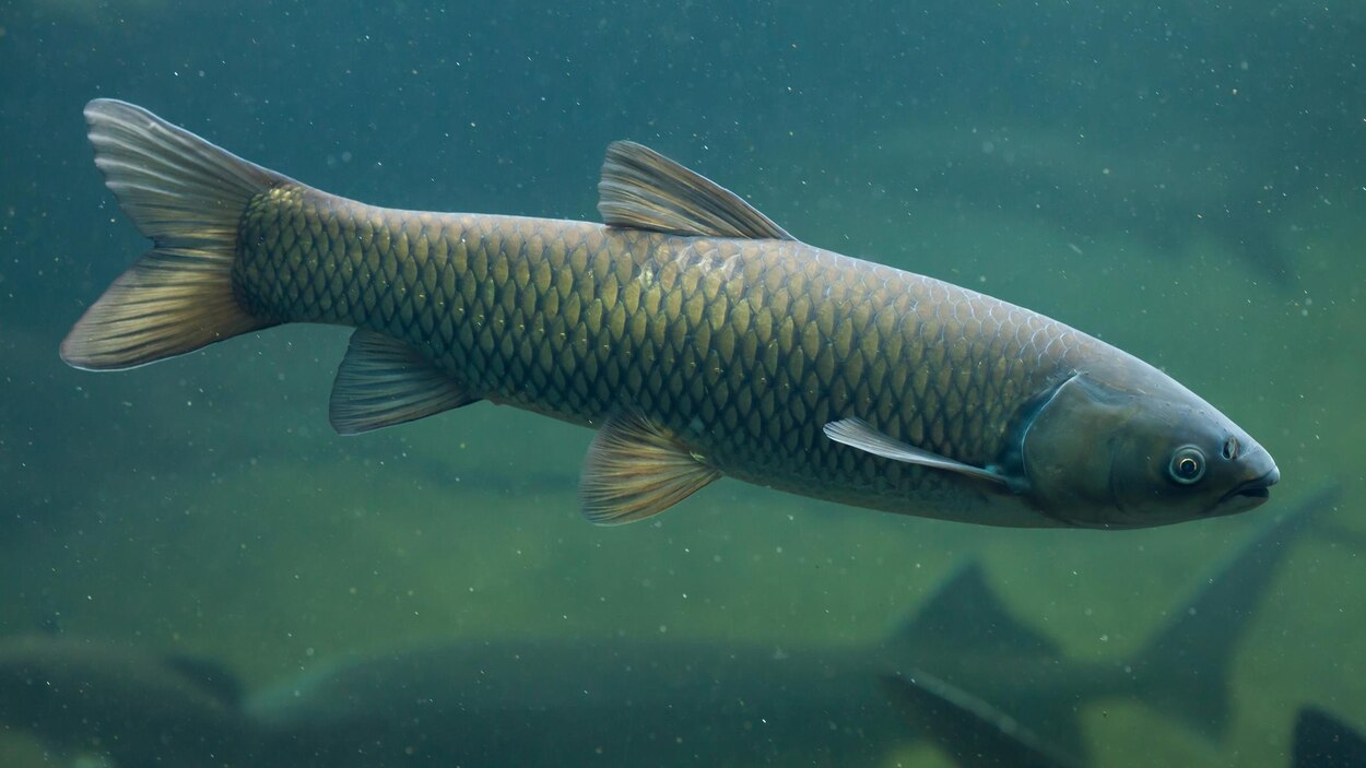 Une carpe asiatique détectée dans le bassin de Chambly | Radio-Canada