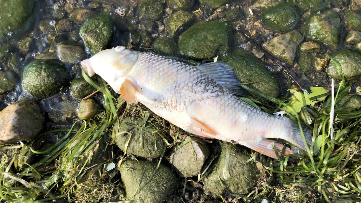 Mortalité de poissons : Québec transmet officiellement une ordonnance à ...
