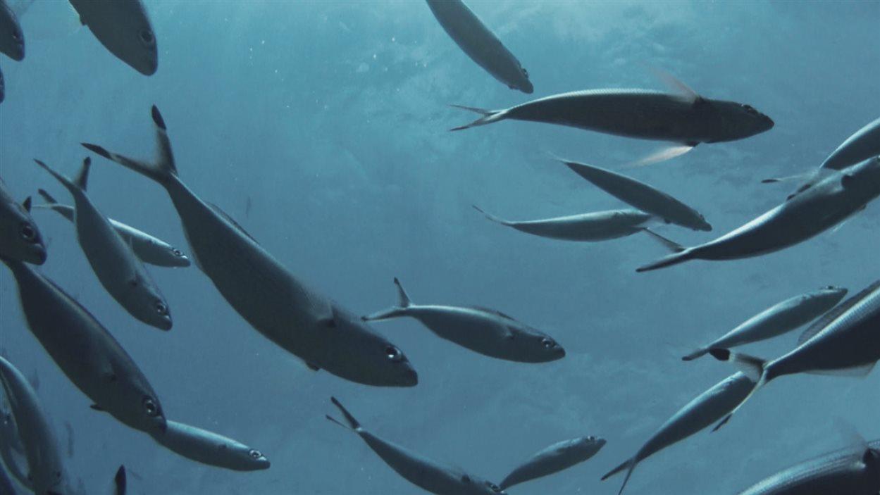 Intelligence: des poissons pas si bêtes? | OHdio | Radio-Canada