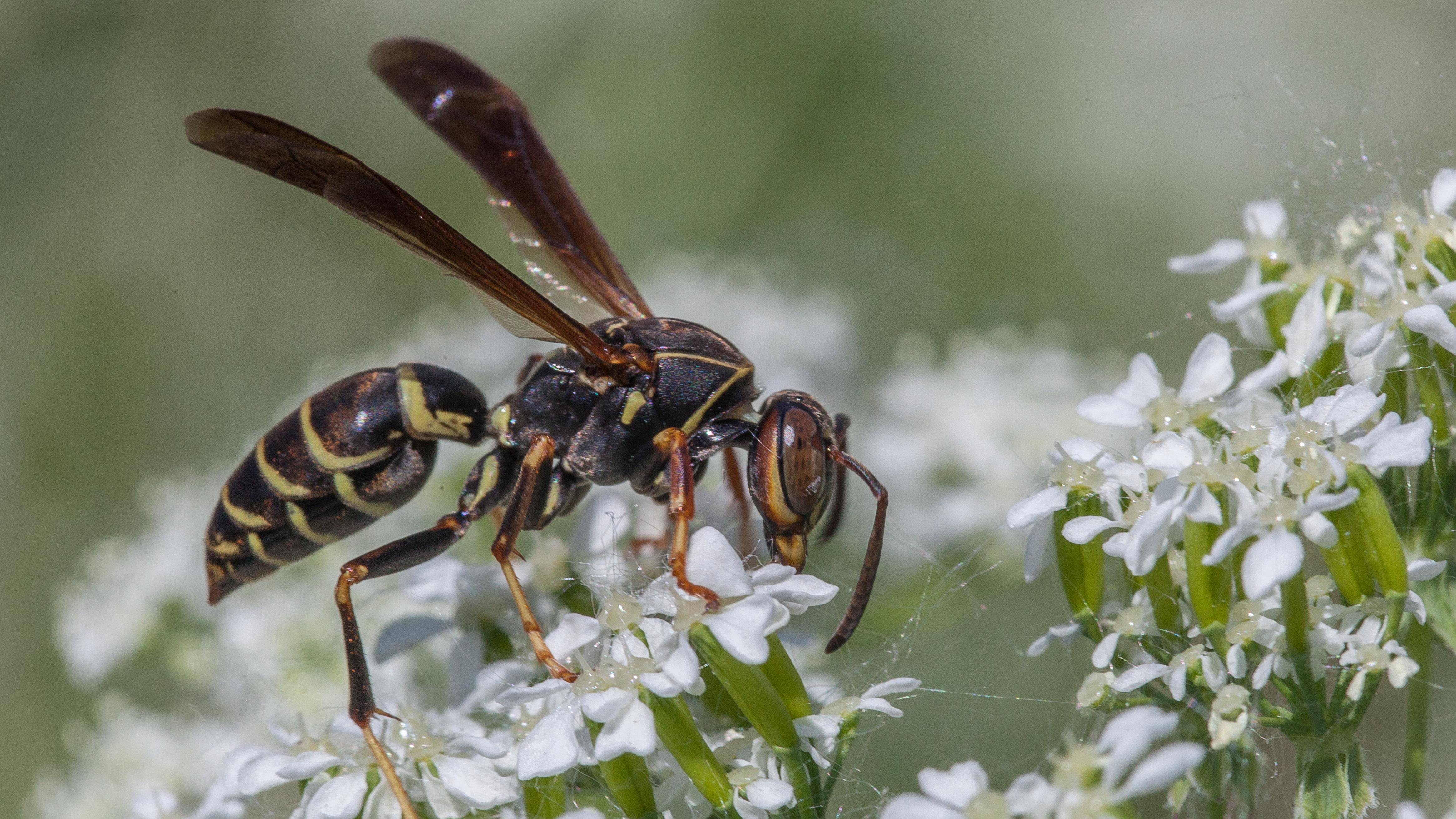 Les guêpes se font-elles vraiment nombreuses sur votre terrasse ...