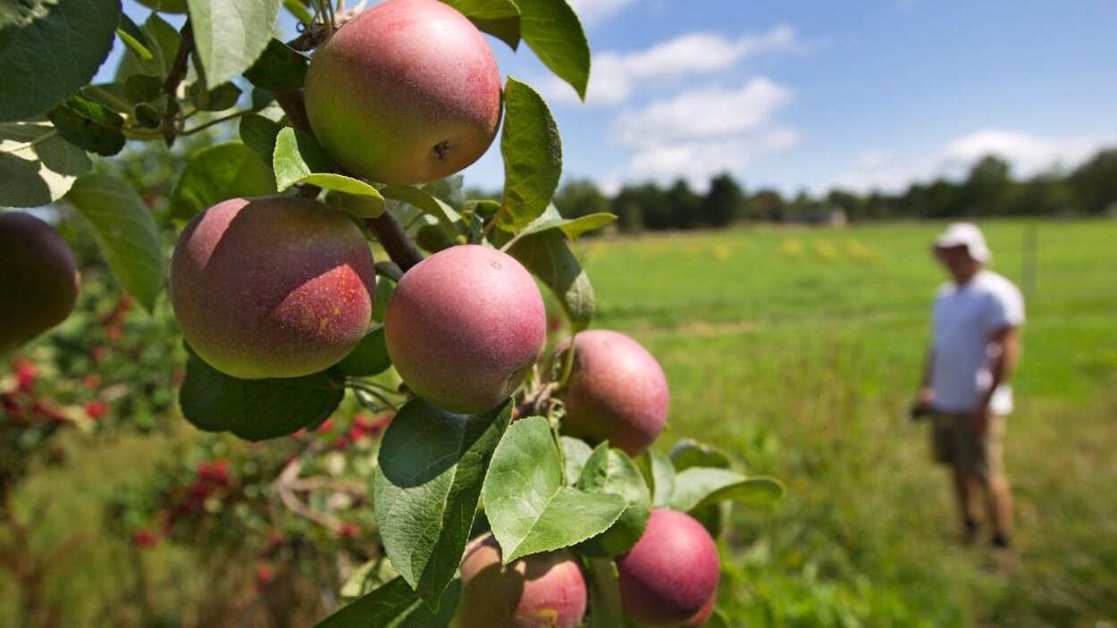 COVID-19 : la vallée de l'Okanagan craint l'arrivée de cueilleurs de ...