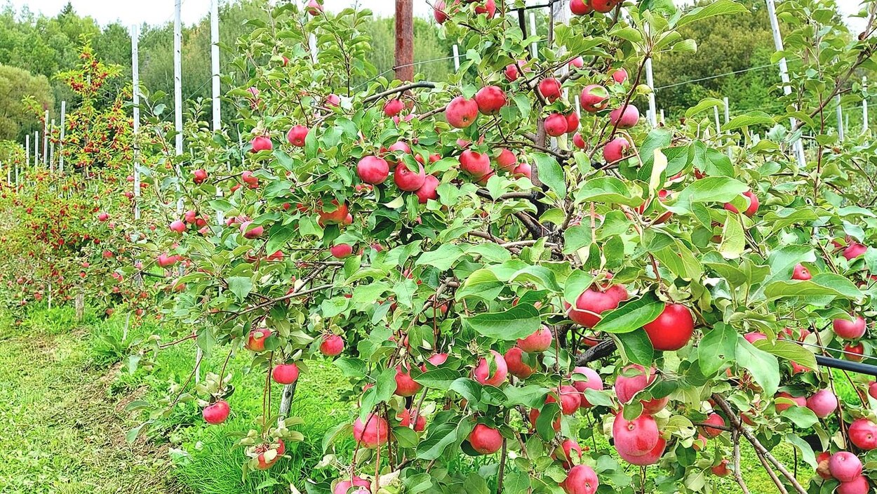 Une saison de rêve dans les vergers de l’Abitibi-Témiscamingue | Radio ...