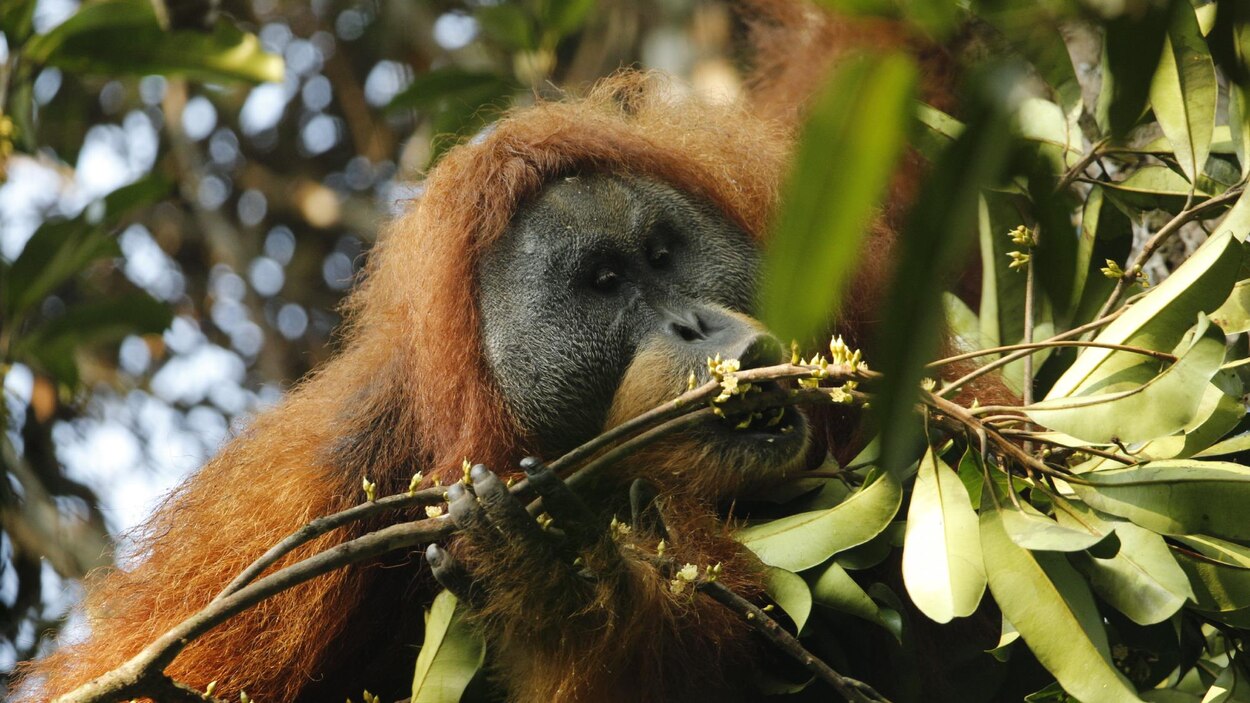 Une septième espèce de grand singe identifiée | Radio-Canada