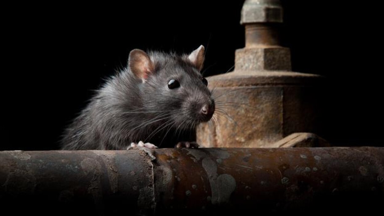 Infestation de rats dans deux usines de recyclage à Calgary | Radio-Canada