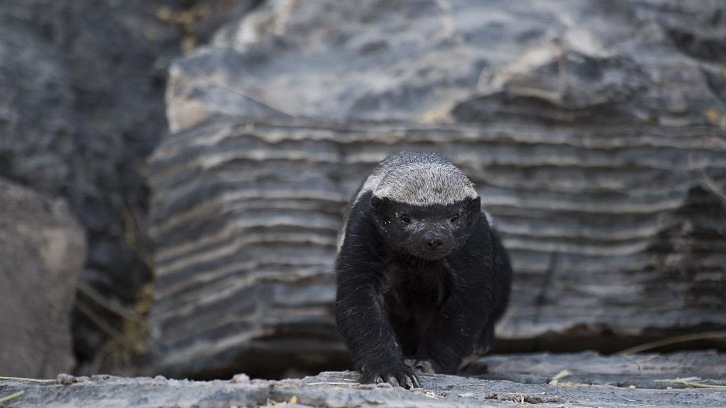 Le billet d'humeur de Catherine Éthier : À la découverte du ratel ...