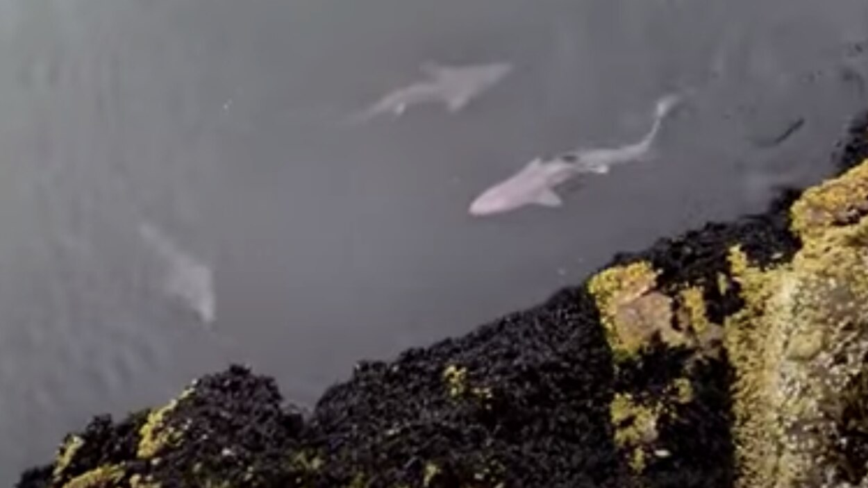 Des requins aperçus dans les eaux du parc Stanley | Radio-Canada