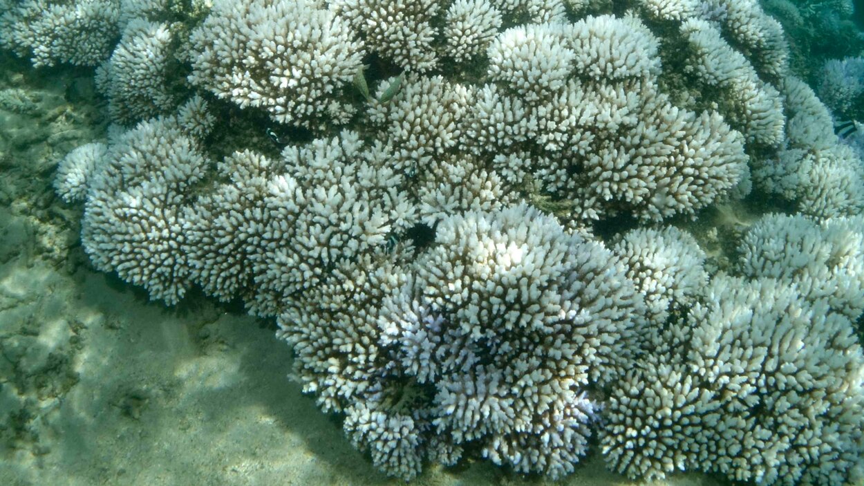 La planète subit un nouvel épisode massif de blanchissement du corail ...