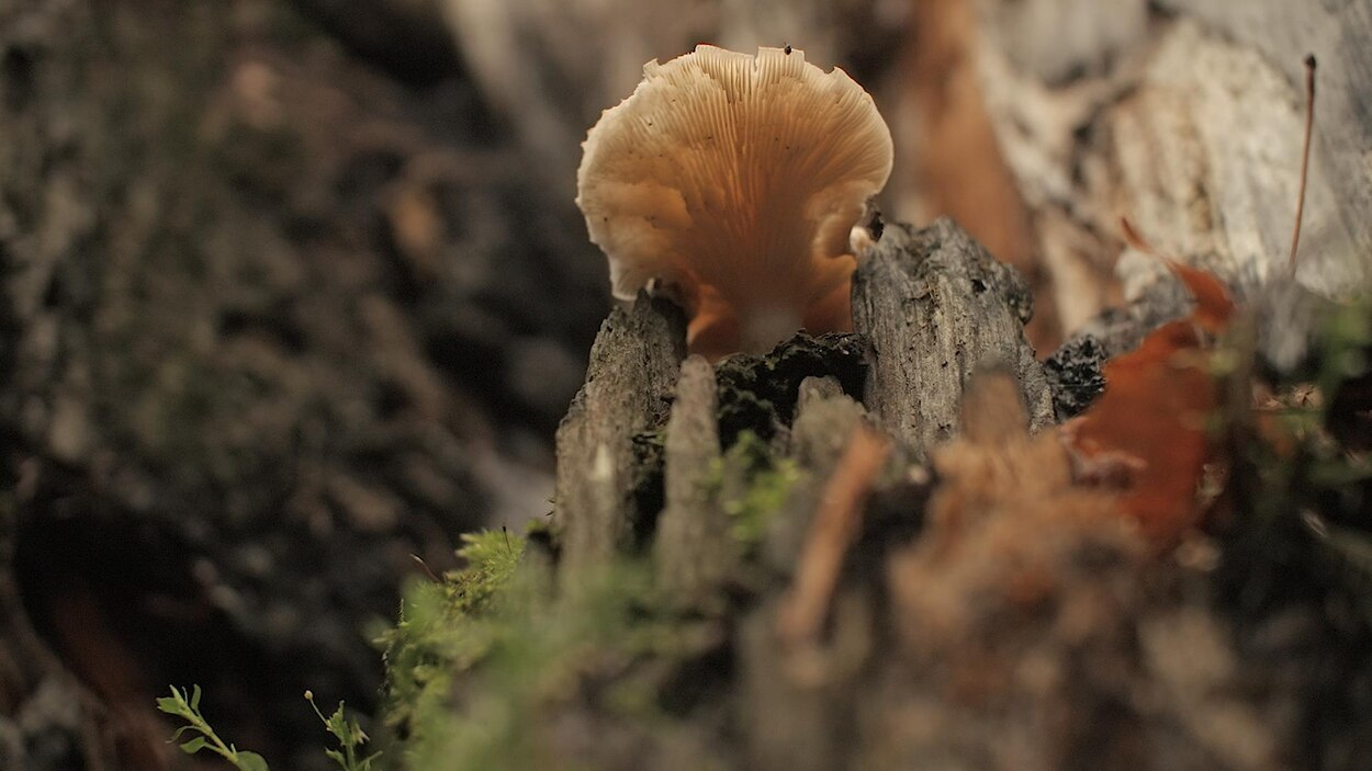 Ces champignons tueurs d’arbres | Radio-Canada