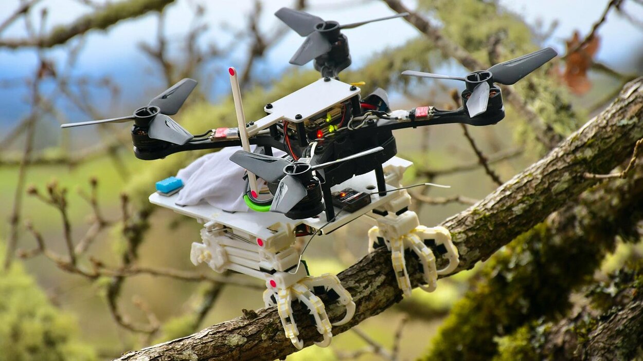 Un oiseau robot capable de se poser et d’agripper des objets | Radio-Canada