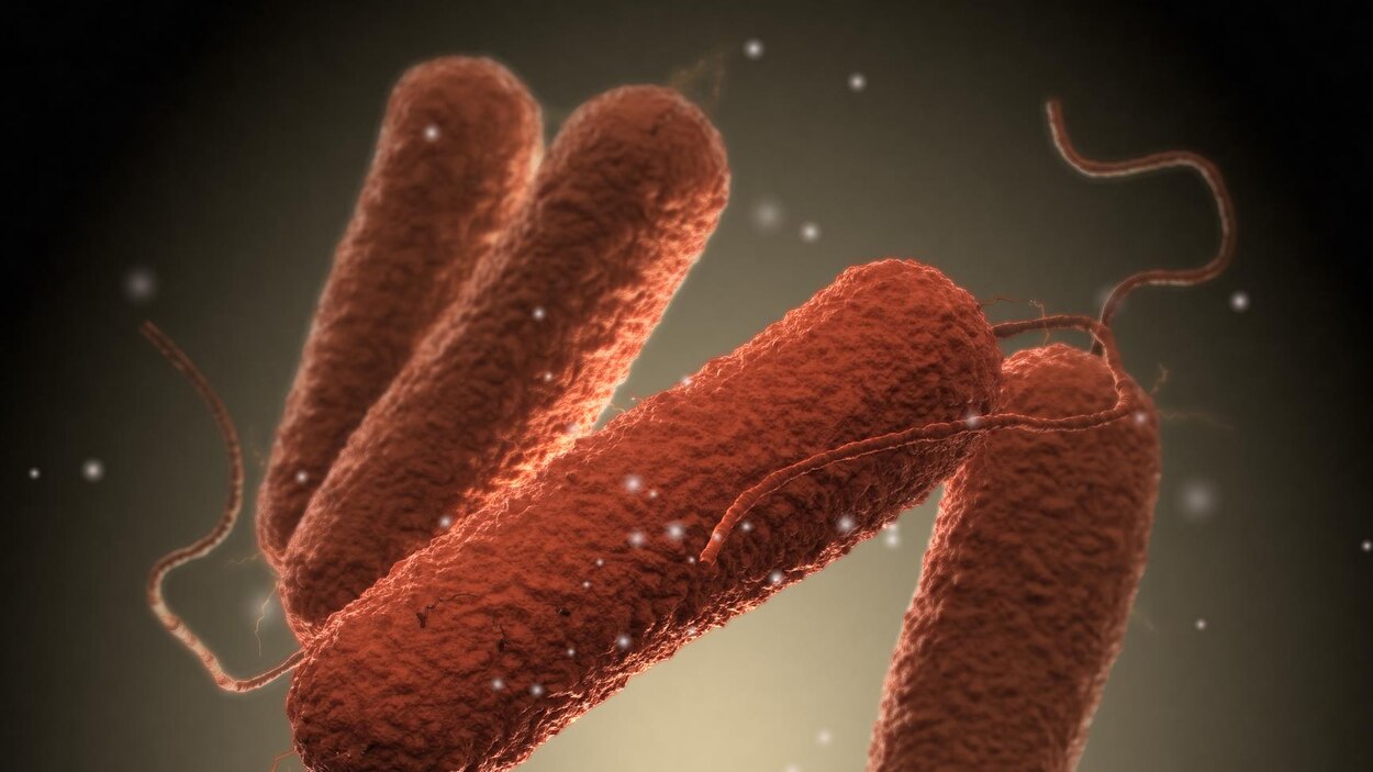Un microbe commun aurait fait des millions de morts lors de la conquête ...