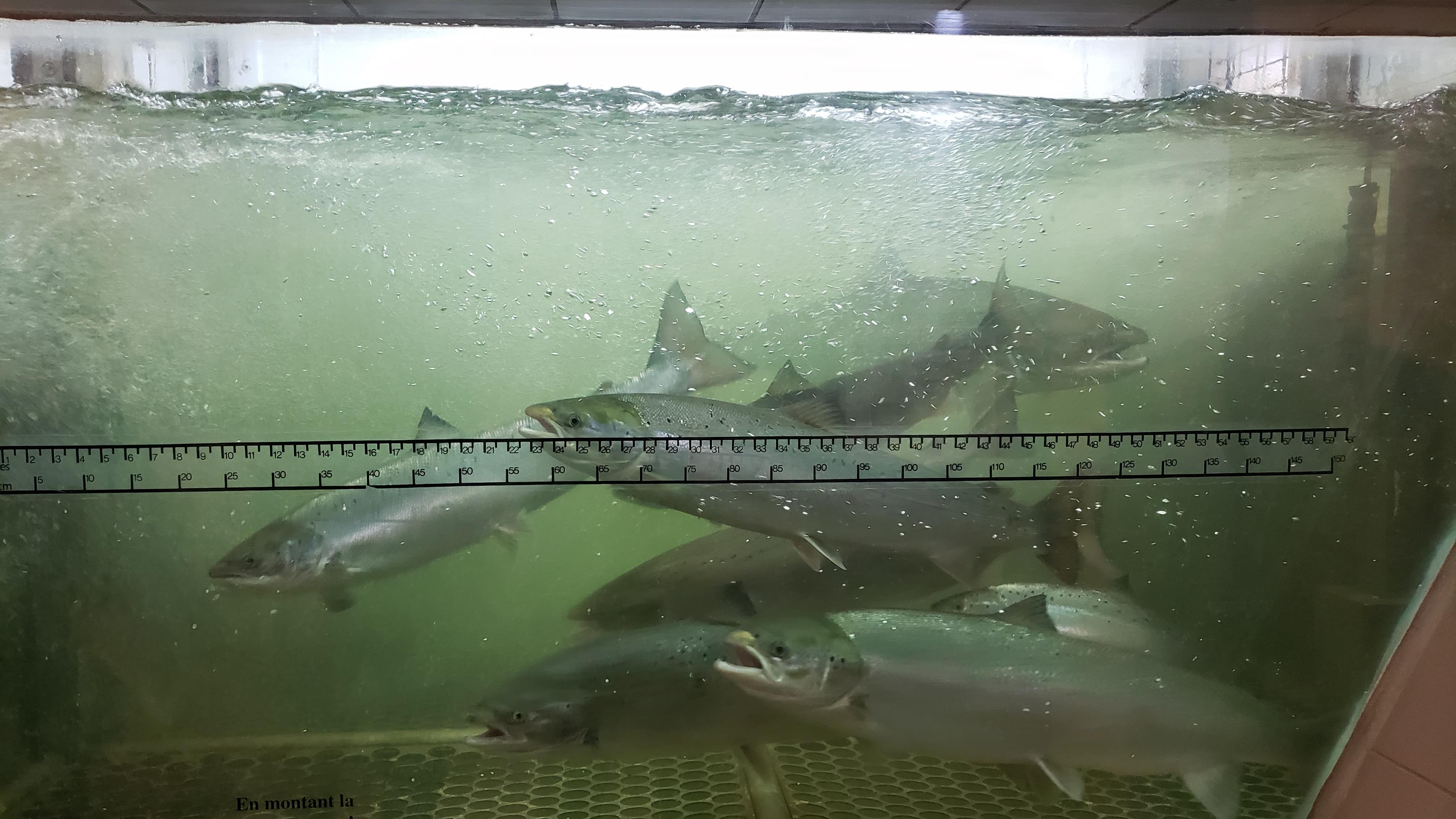 Bilan de mi-saison positif à la rivière Matane | OHdio | Radio-Canada