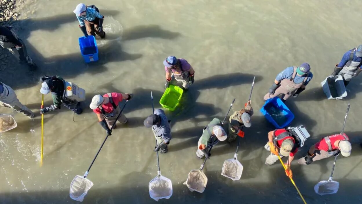 Des Albertains sauvent des milliers de poissons coincés dans les canaux ...