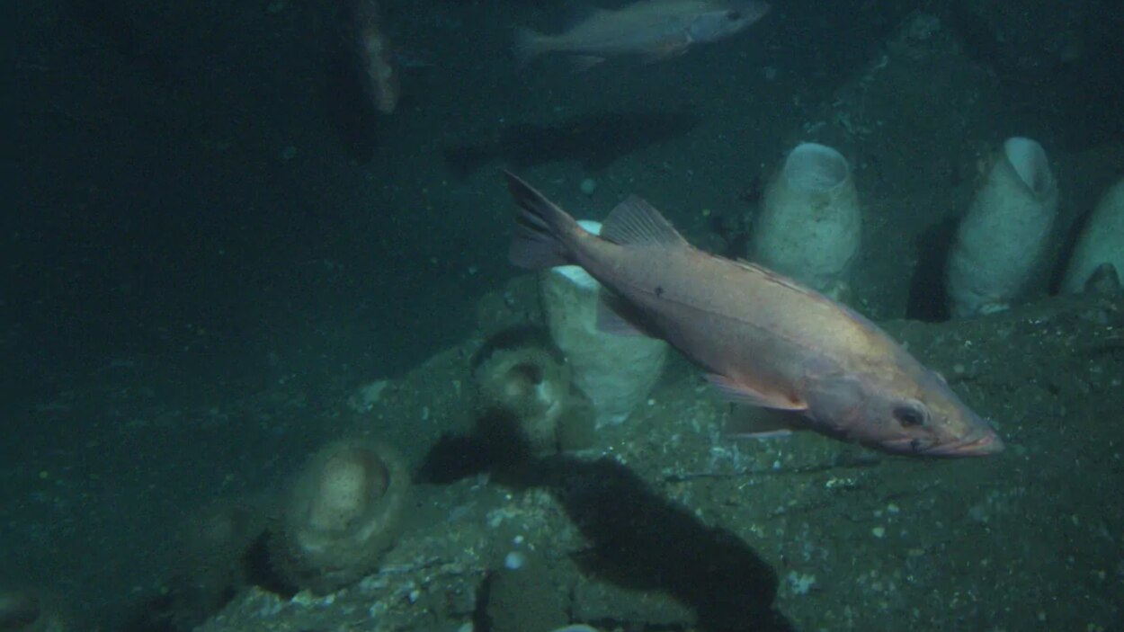 Un poisson en voie d’extinction fait son grand retour et déconcerte les ...