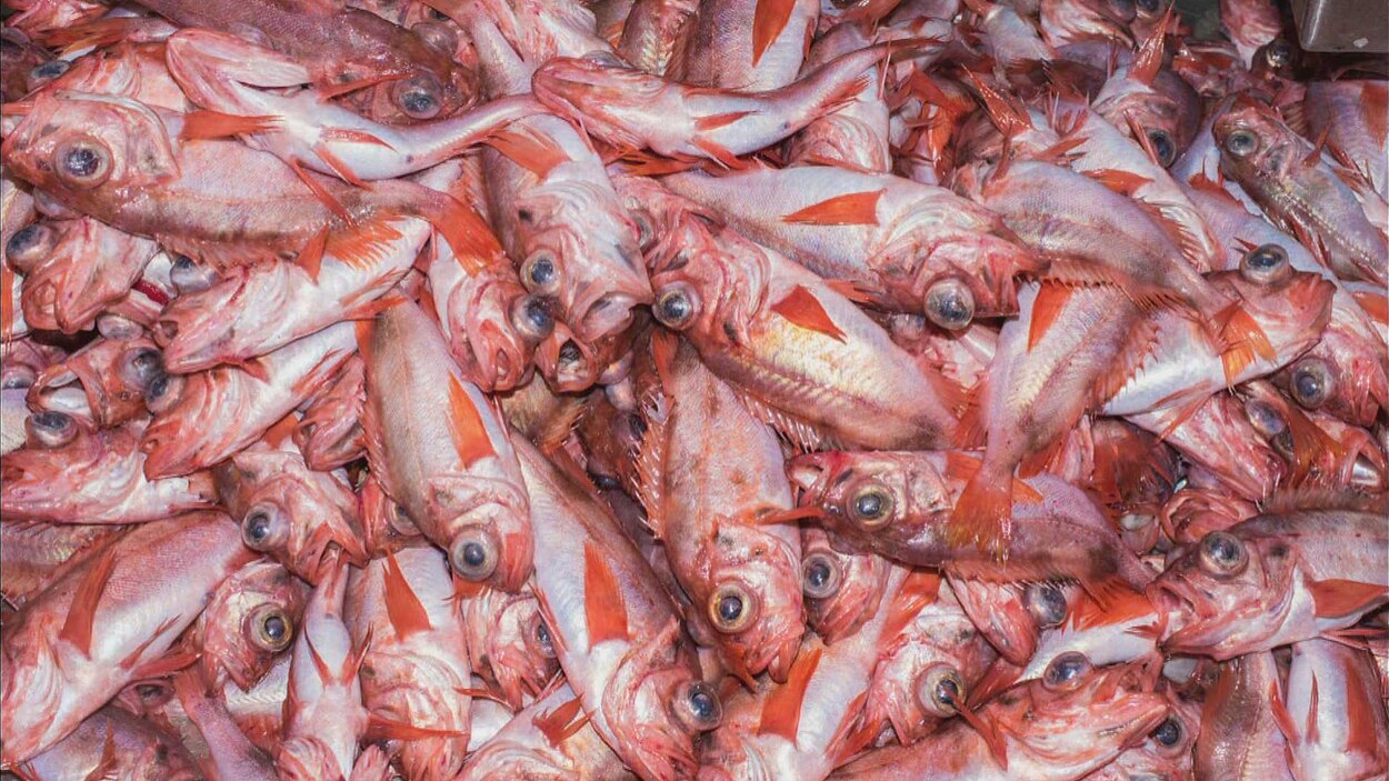 Vaste consultation sur la pêche au sébaste | Radio-Canada