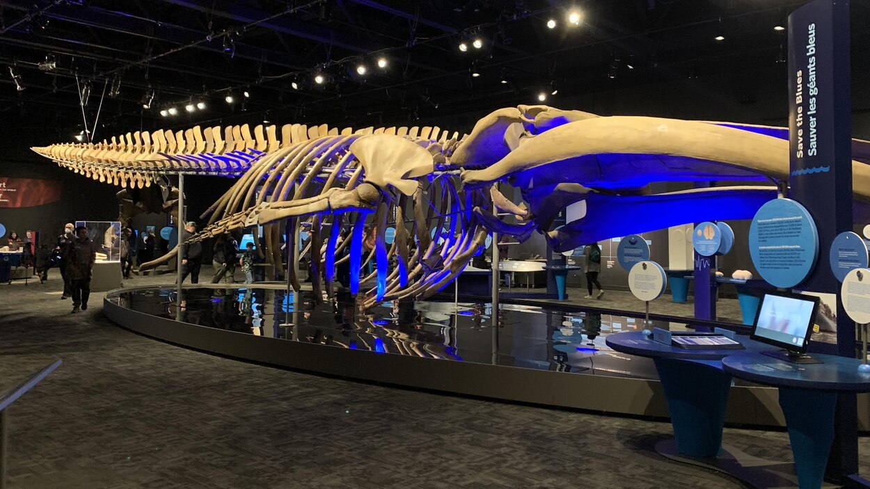 Un squelette d’une baleine bleue exposé au Telus World of Science d ...