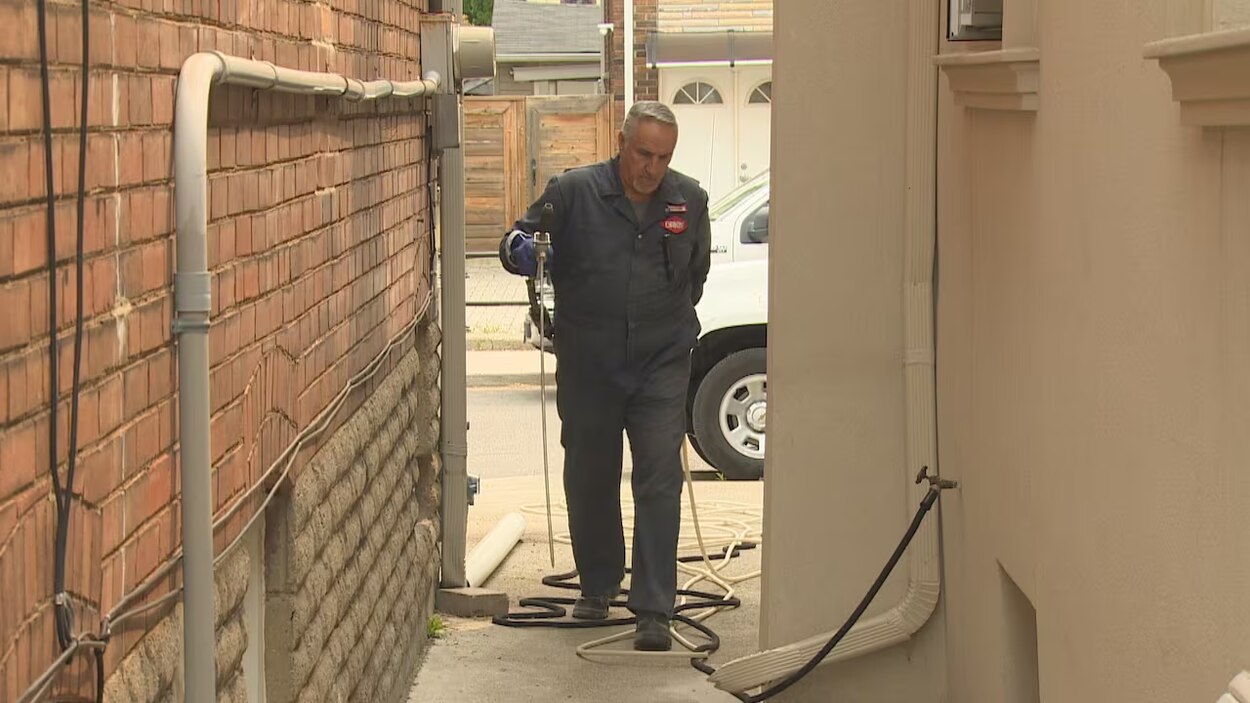 Les infestations de termites en hausse dans le Grand Toronto | Radio-Canada