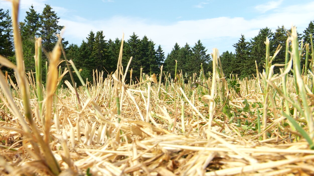 Le temps sec inquiète à nouveau les agriculteurs bas-laurentiens ...