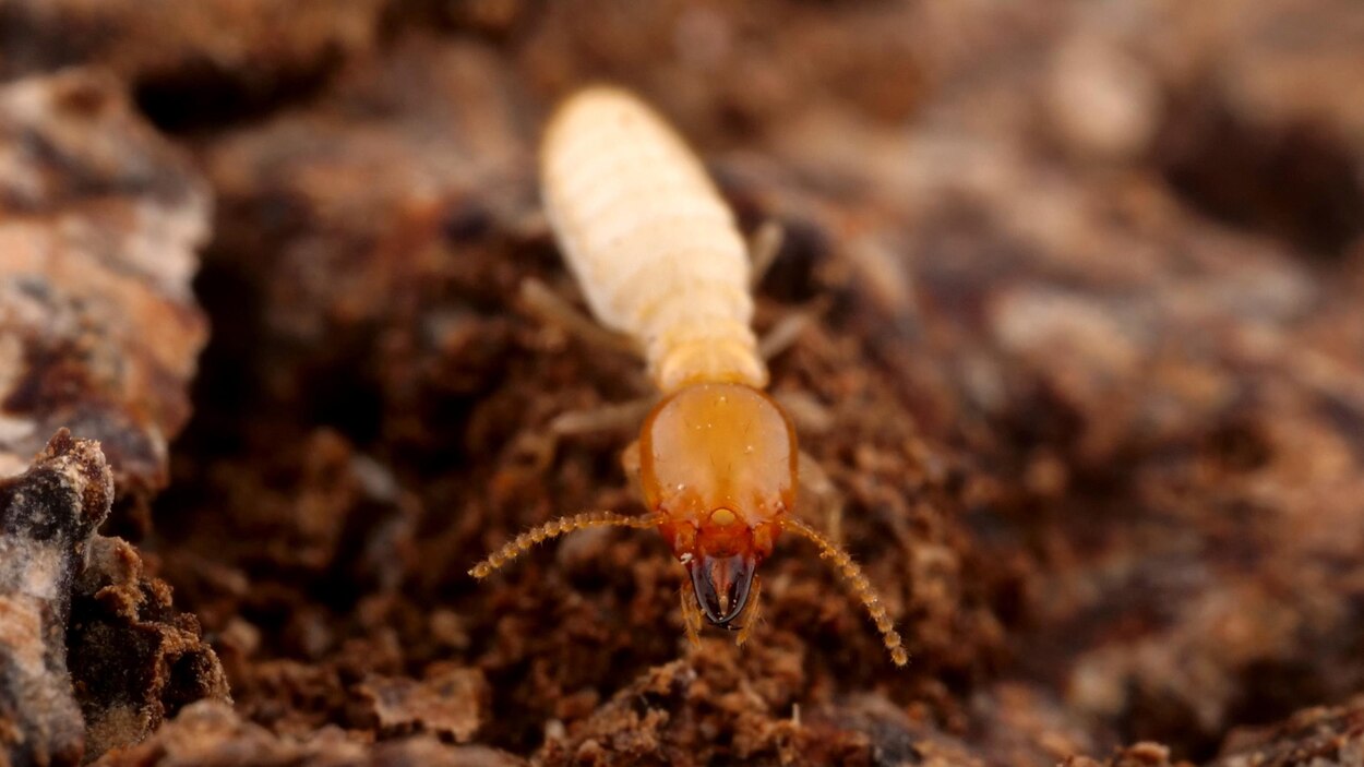 Les termites aiment la chaleur, ce qui risque d’aggraver le ...