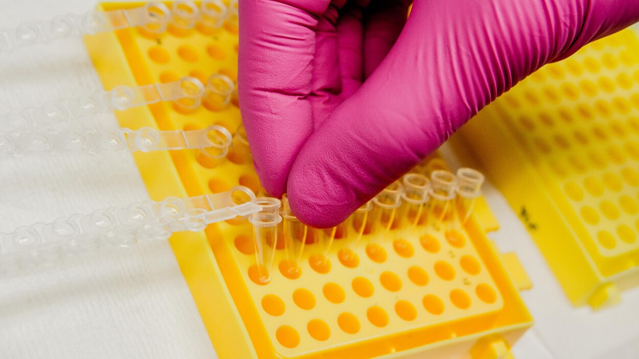 2 chercheurs visent à améliorer l'accès au test génétique dans le ...