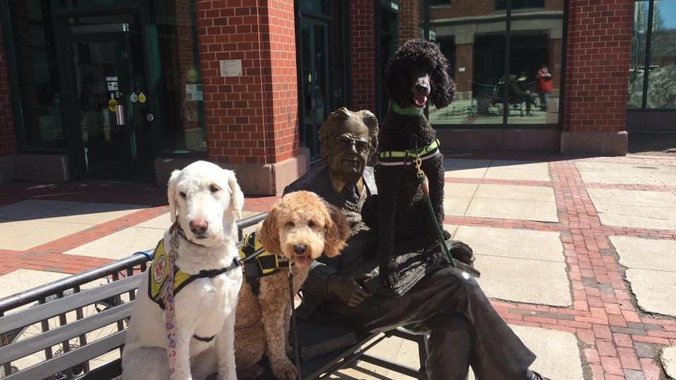 Des chiens de thérapie pour encourager les dons de sang | OHdio | Radio ...