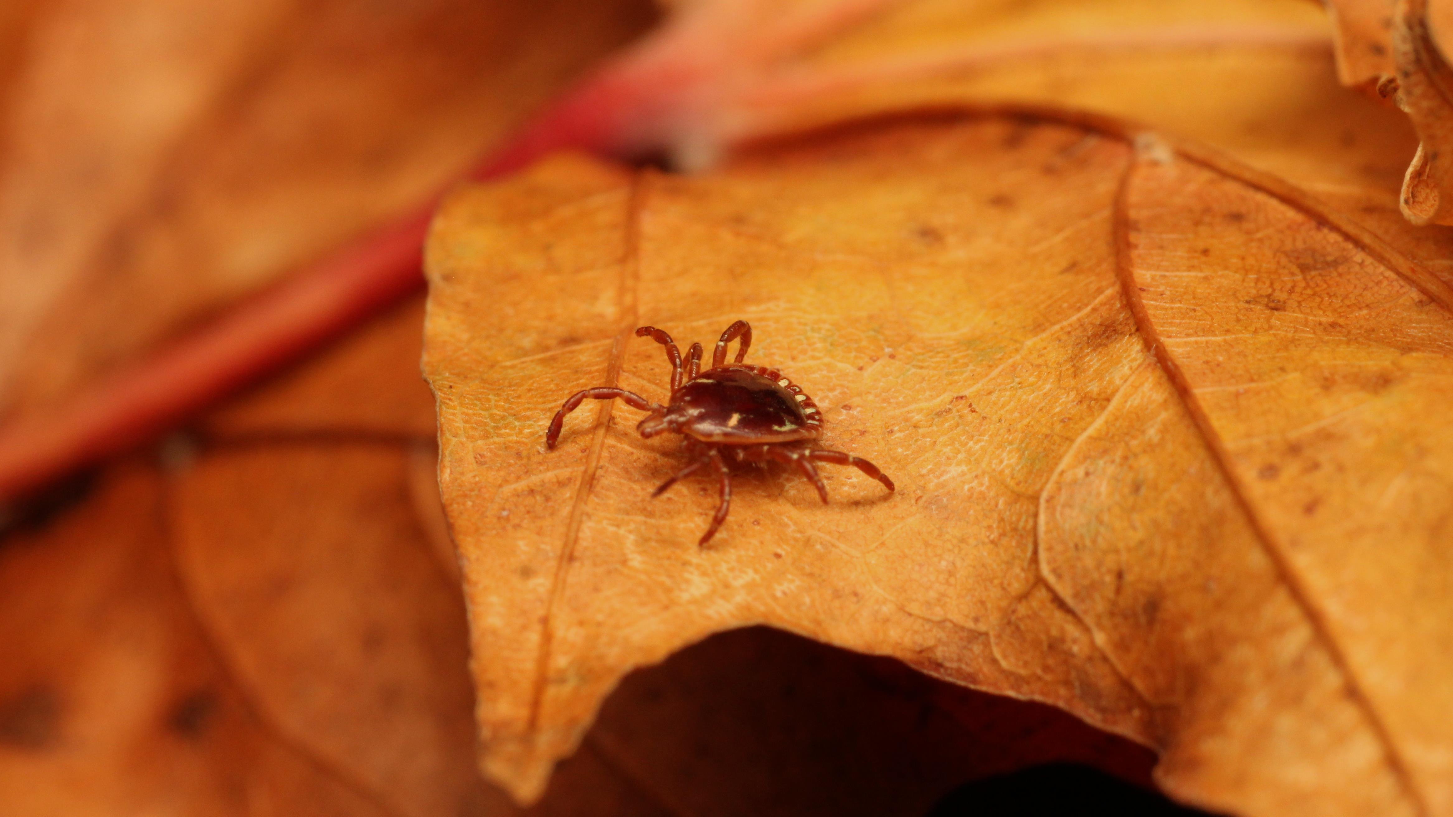 Le point sur la présence des tiques au Québec | OHdio | Radio-Canada