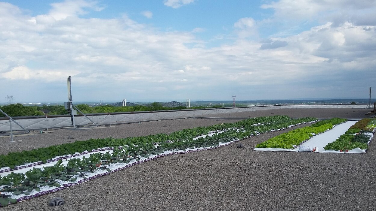 Le plus grand potager sur toit à Québec en 2020 | Radio-Canada