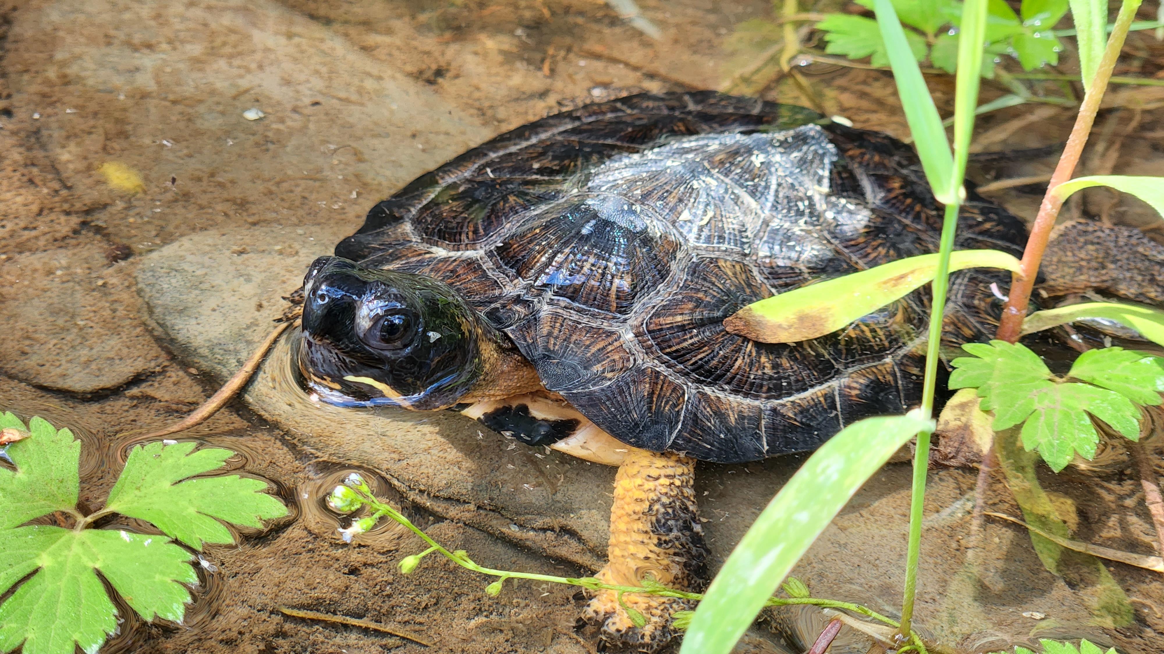 Les tortues terrestres du Témiscouata | OHdio | Radio-Canada