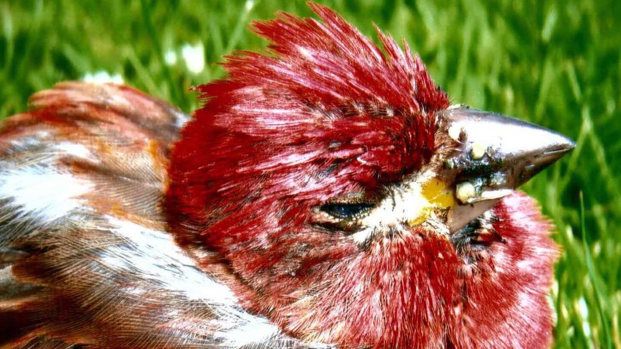 La trichomonose aviaire : une maladie qui touche nos oiseaux | OHdio ...