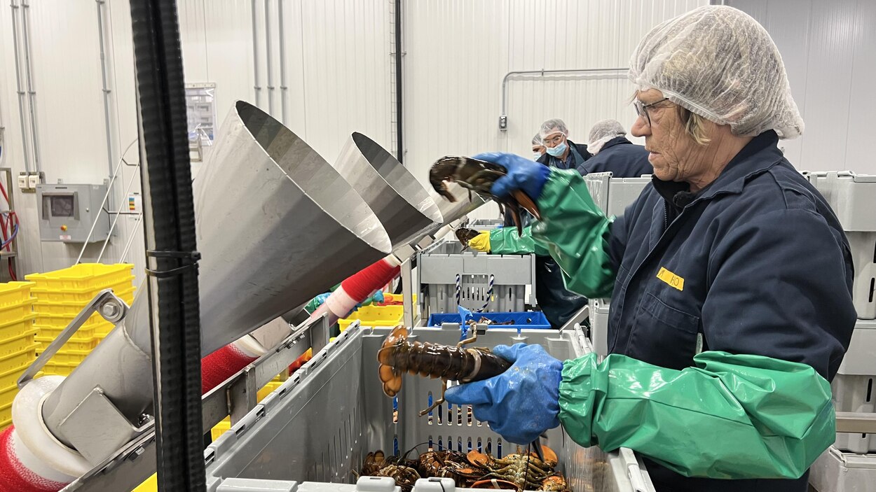 Un permis de transformation du homard du Québec bienvenu à Matane ...